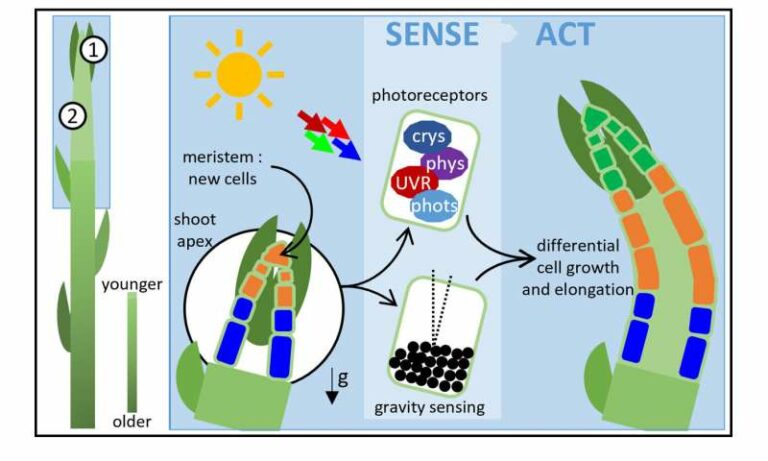 Novel Snake-like Robot 3D Prints Its Own Body To Grow Longer - AM Chronicle